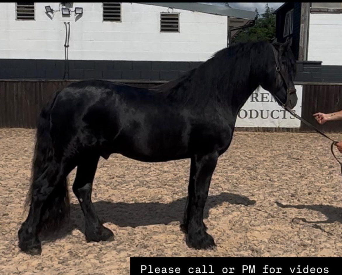 The Fell Pony Society * Sales List